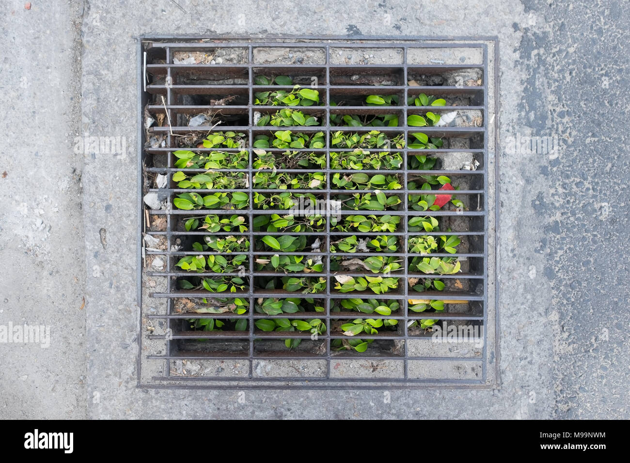 Grass growing through canalization or sewerage hatch Stock Photo - Alamy