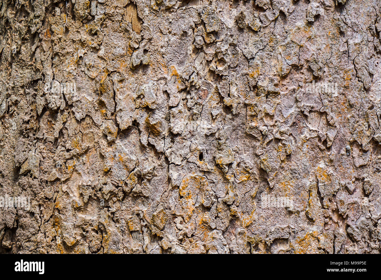 Bark texture Background Stock Photo - Alamy