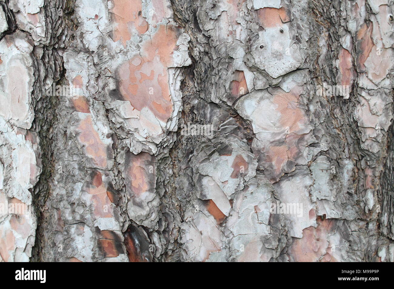 Pine Tree Bark Peeling Texture Stock Photo - Alamy