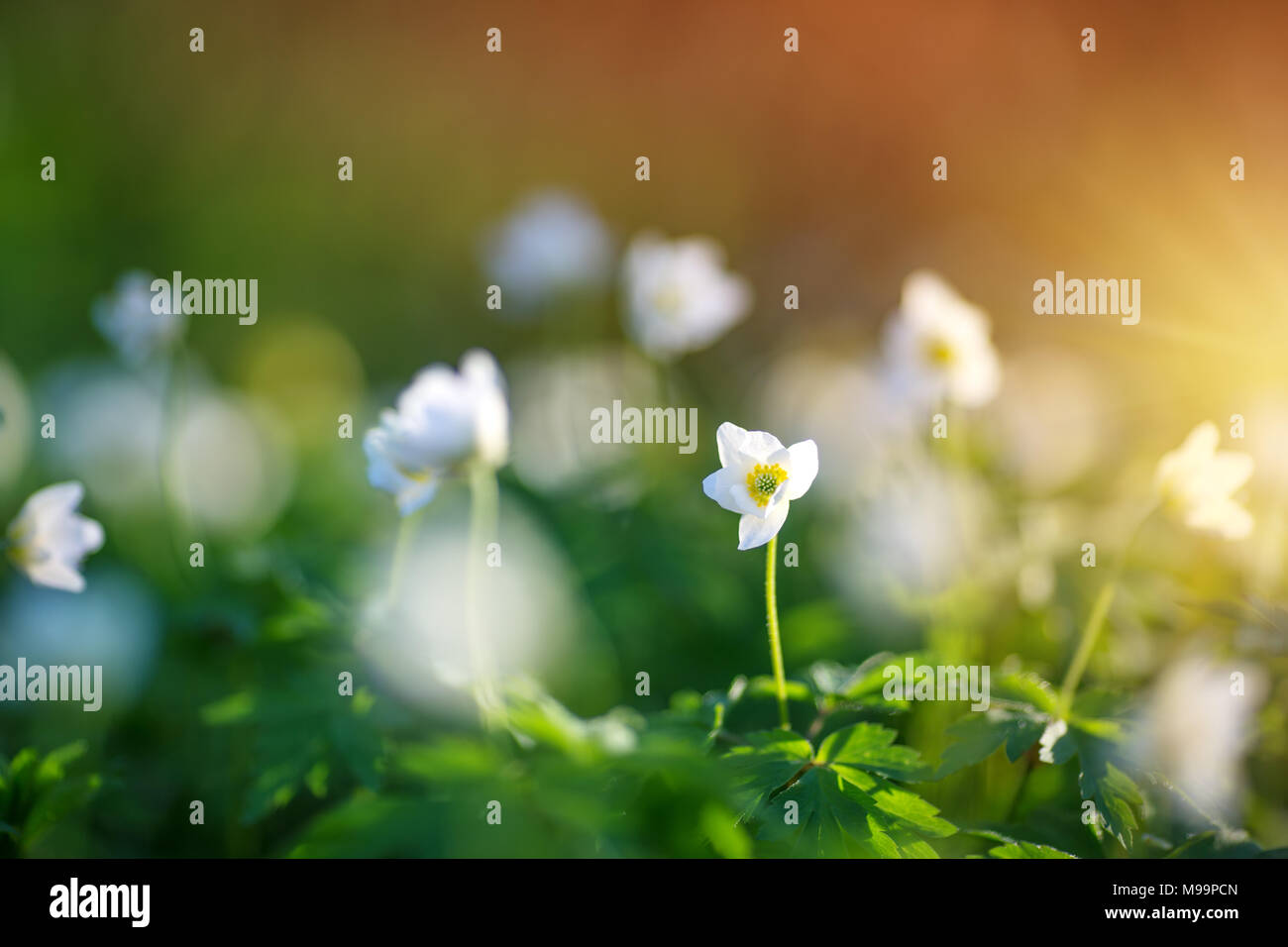 Wood with spring flowers Stock Photo - Alamy