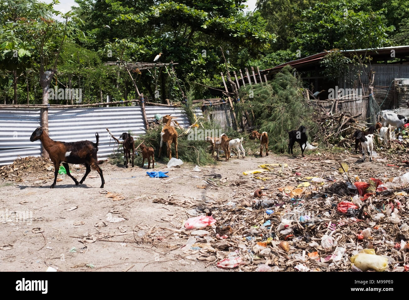 Goats try to find grass among a garbage dump in a Balinese village ...