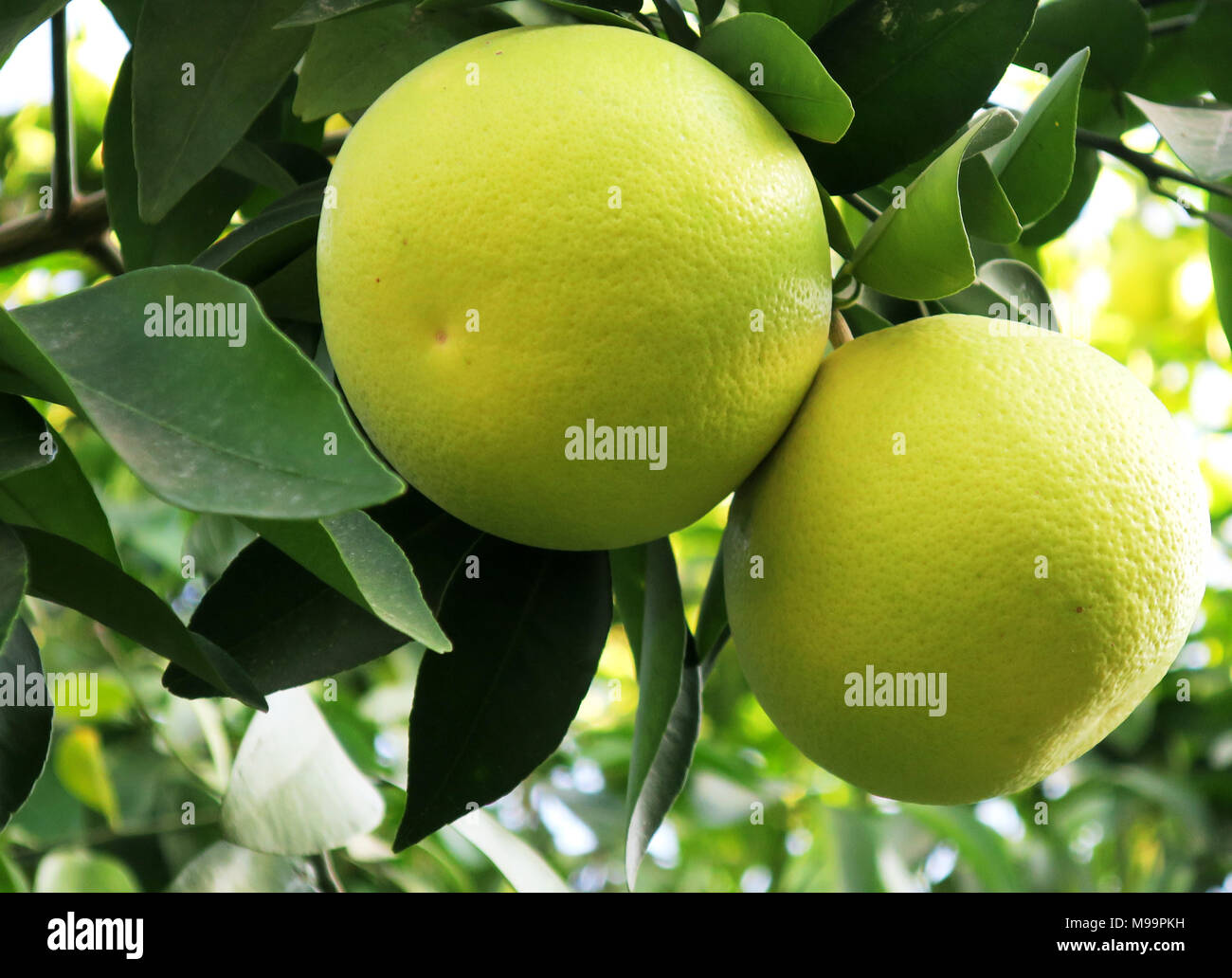 Healthy grapefruits hi-res stock photography and images - Alamy