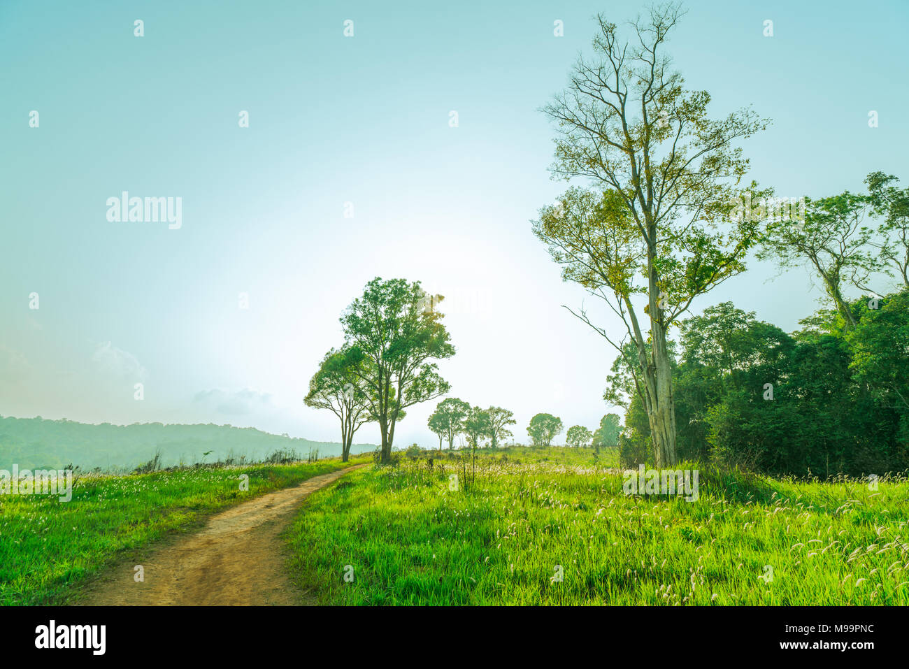 Beautiful rural landscape of green grass field with white flowers and ...
