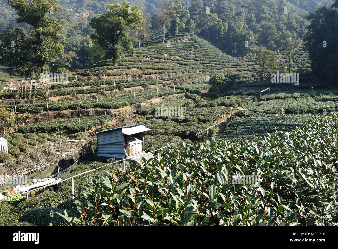Beautiful fresh green Chinese Longjing tea plantation. Hangzhou Xi Hu ...