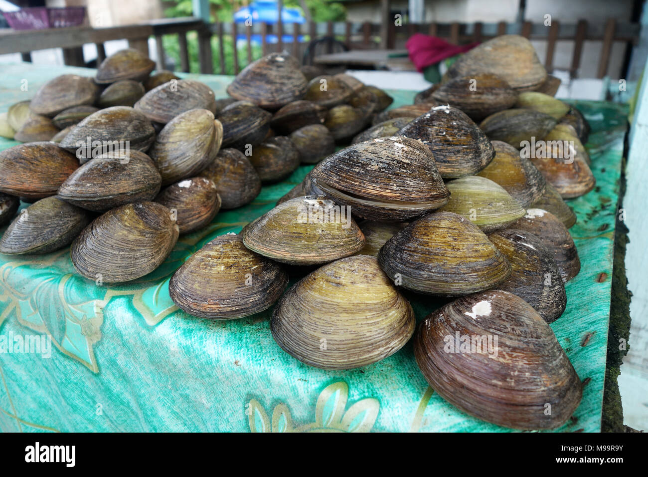 BBQ Clam at roadside stalls in Tuaran, Sabah Stock Photo - Alamy
