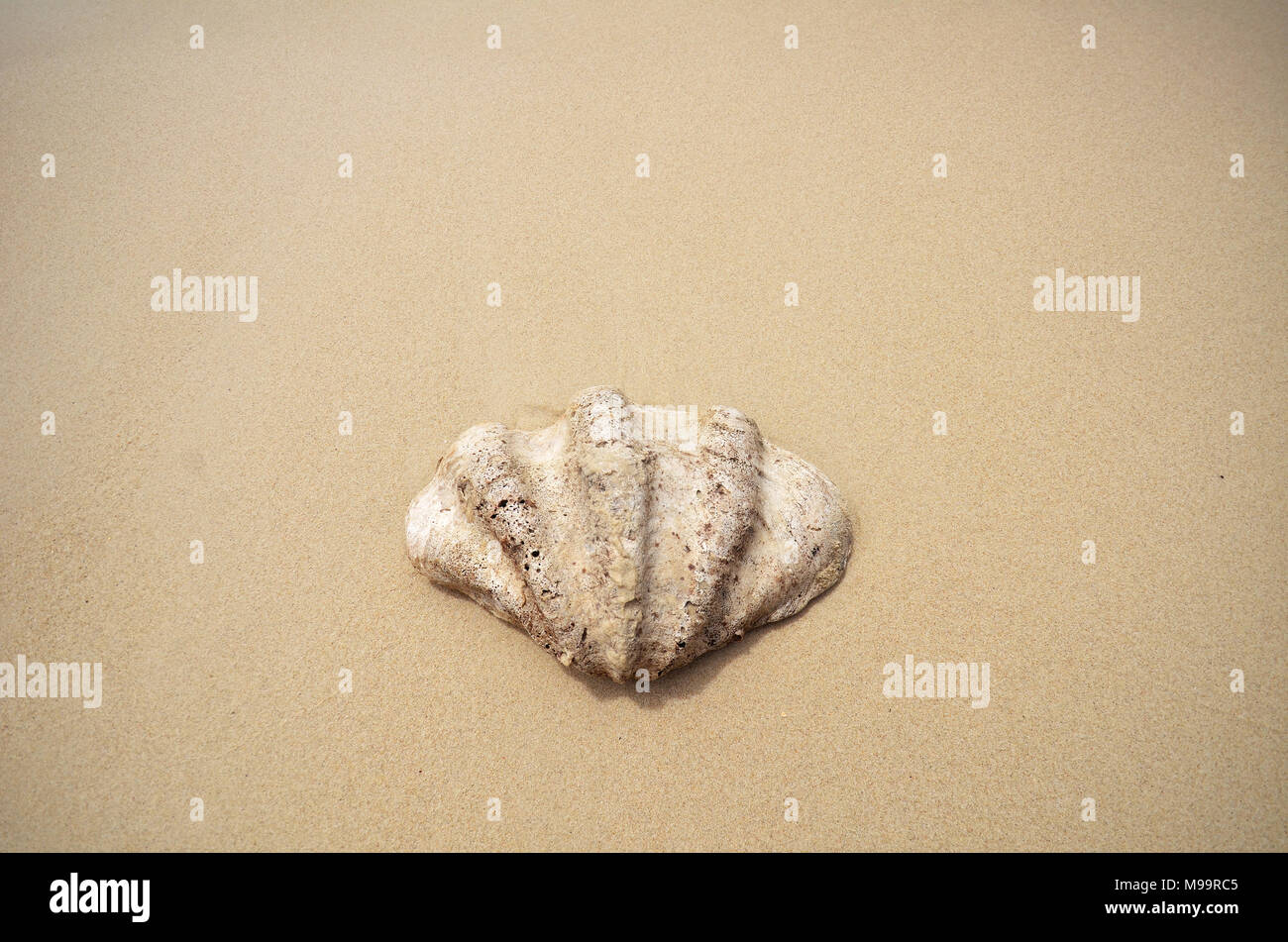 Shell on the beach in Sapi Island, Sabah Stock Photo - Alamy