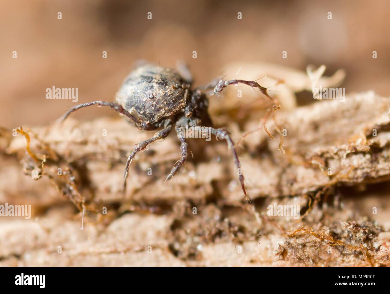 Oribatida hi-res stock photography and images - Alamy