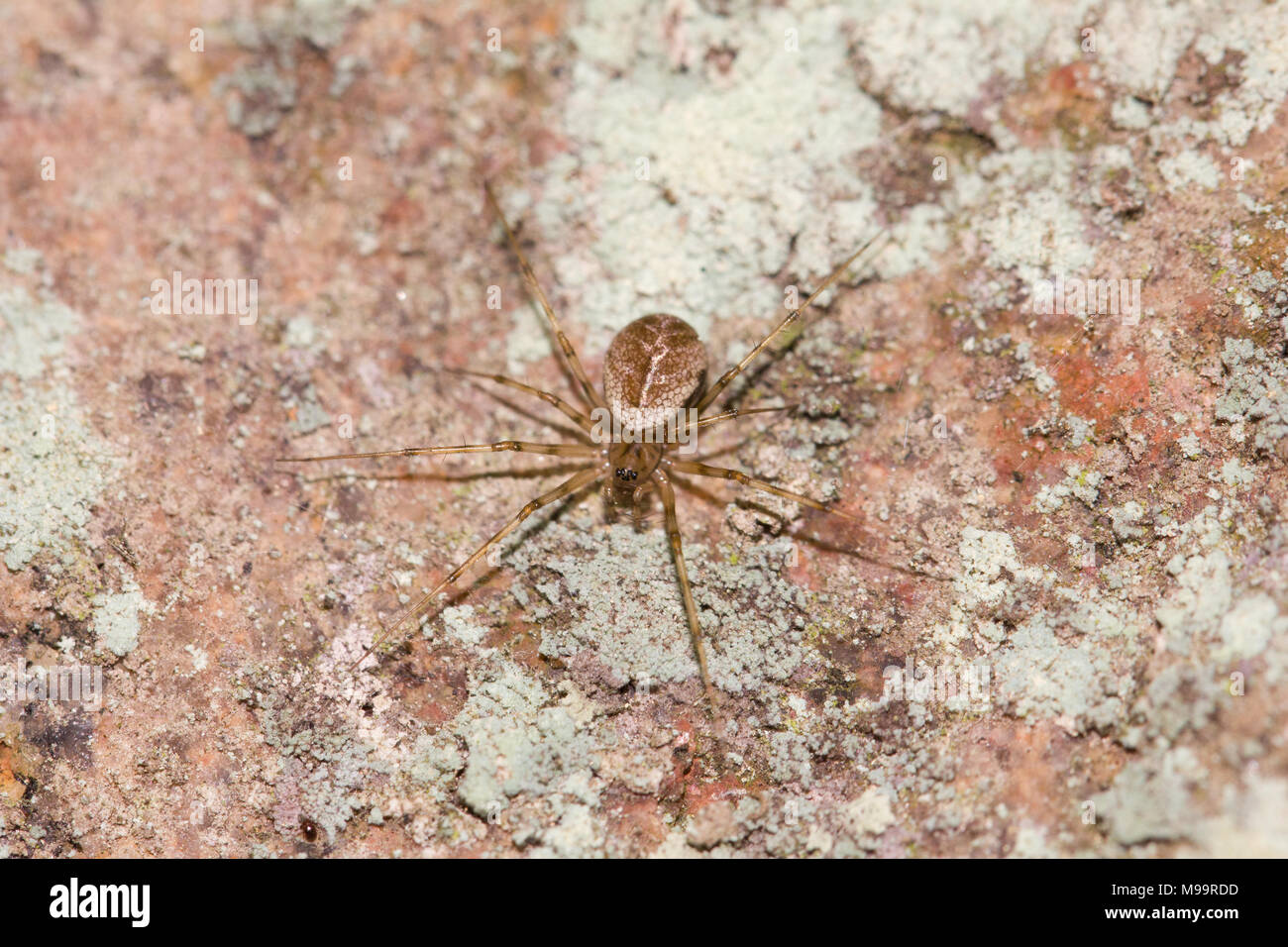 Invisible sheet weaver Stock Photo - Alamy
