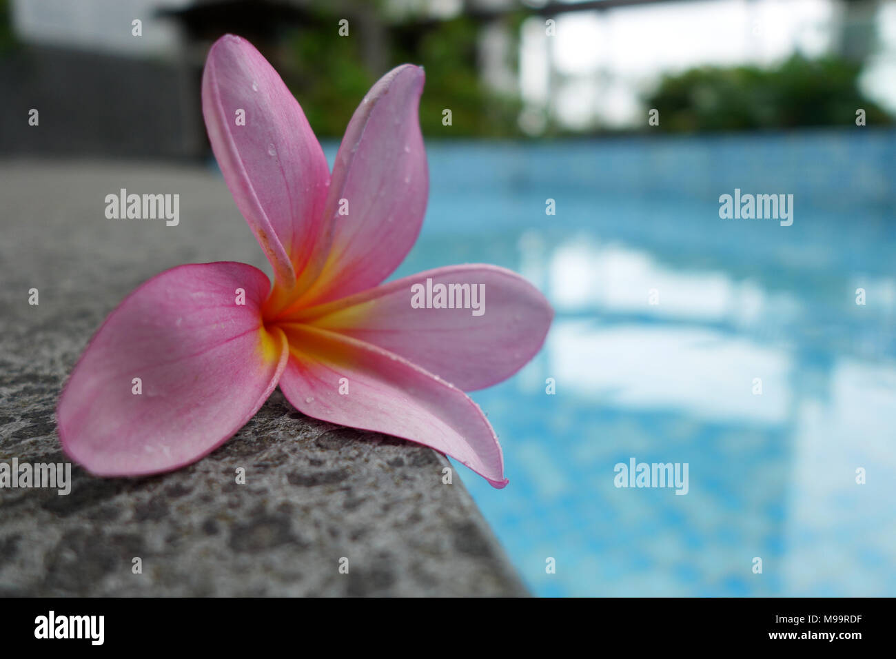 Perfect one pink Plumeria flower on ceramic tile border of swimming ...