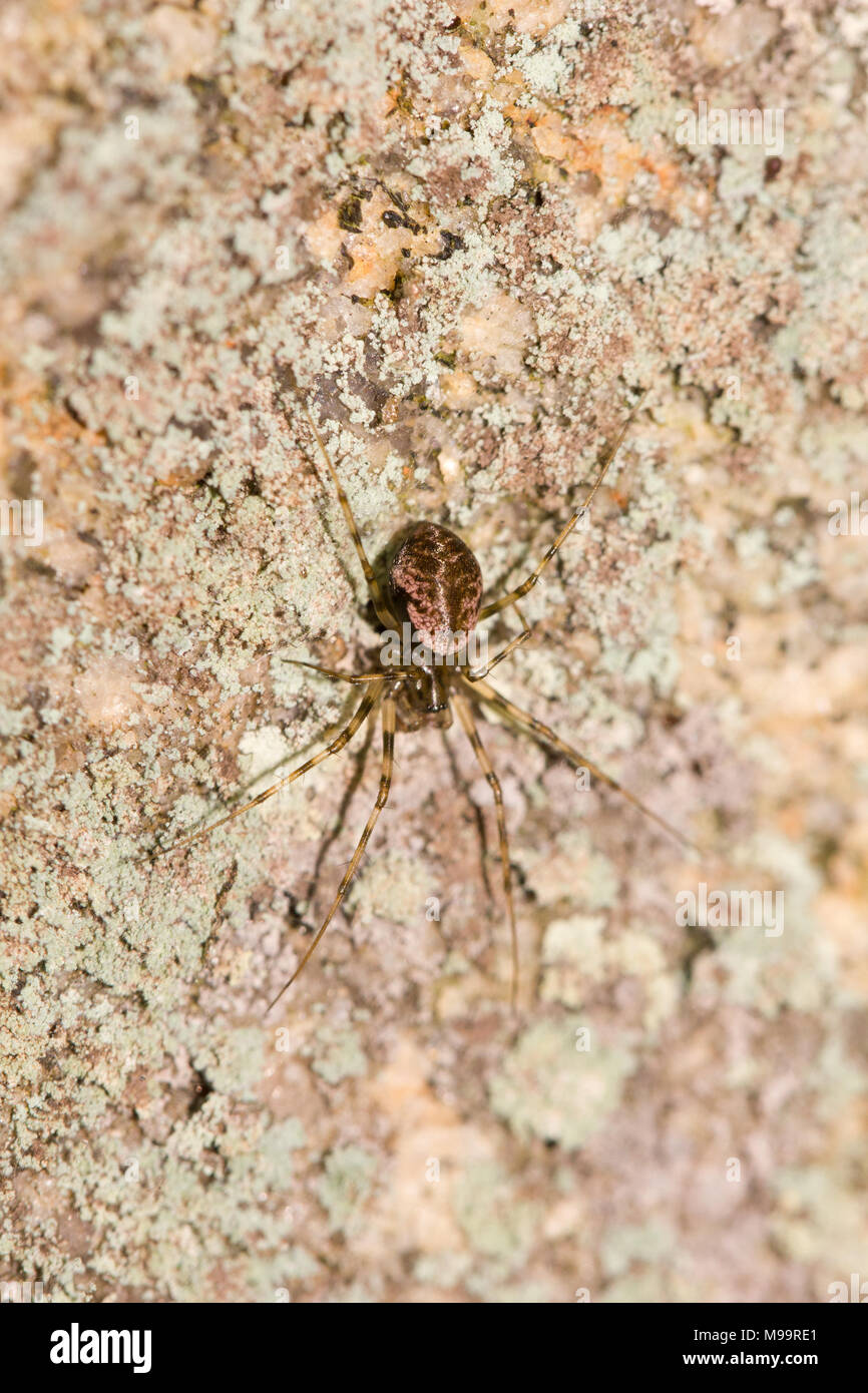 Sheet weaver hi-res stock photography and images - Alamy