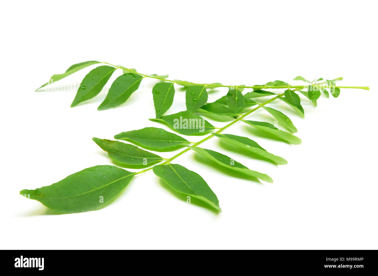 Bunch of curry leaves over white background Stock Photo - Alamy
