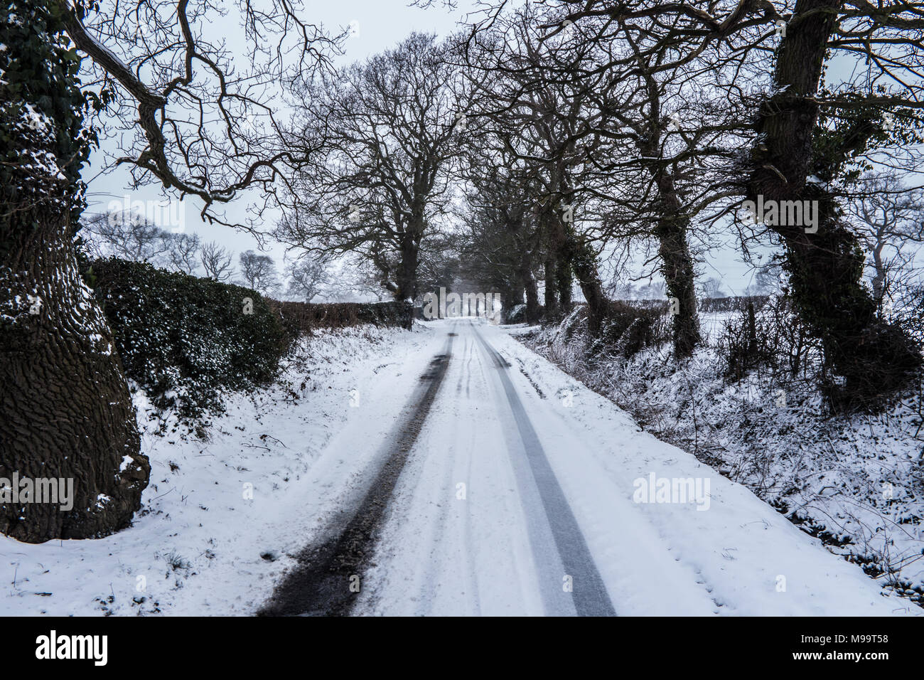 Country road with tracks in the snow and lines of trees Stock Photo - Alamy