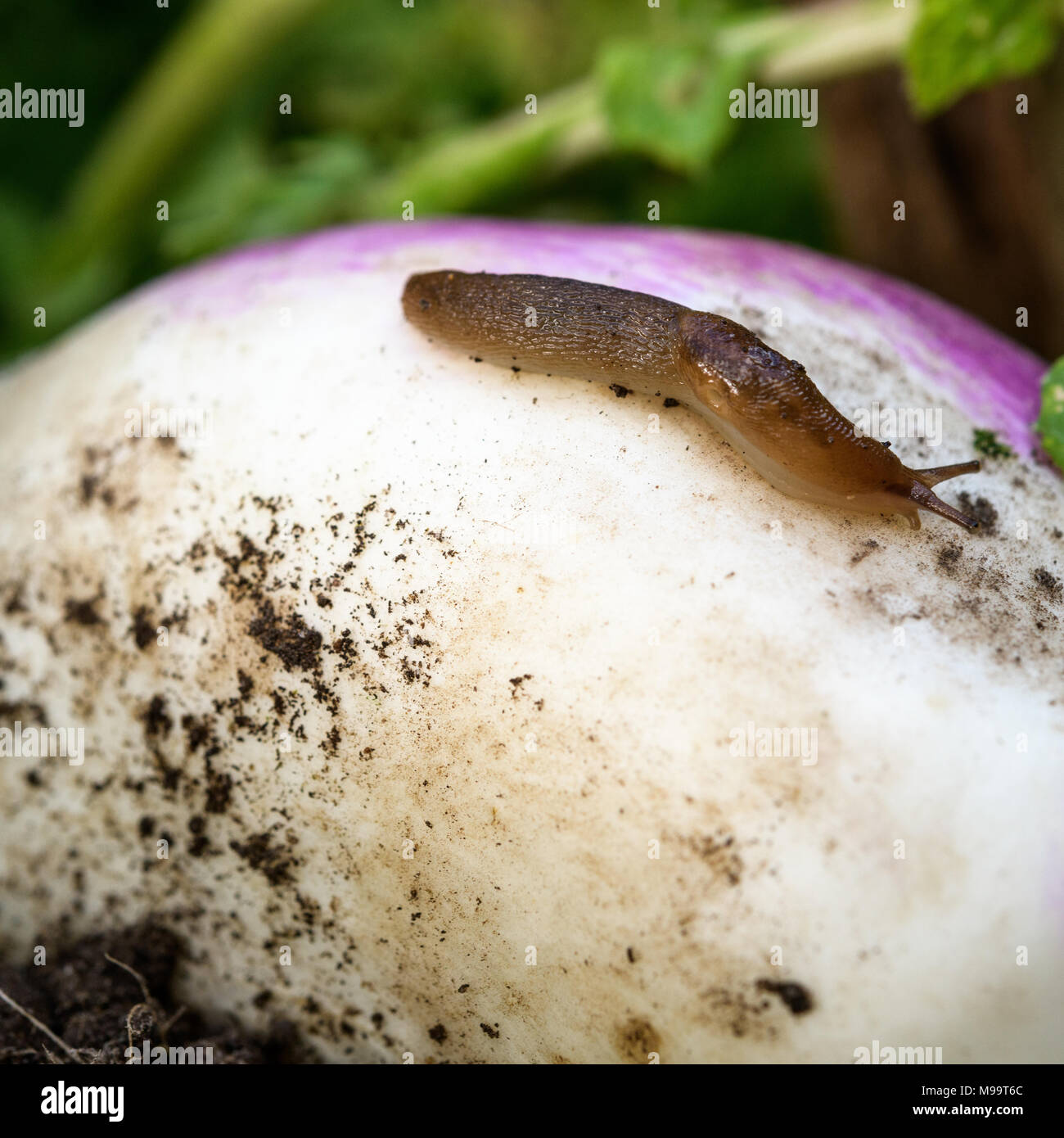 Slugs hiding under the turnips Stock Photo - Alamy