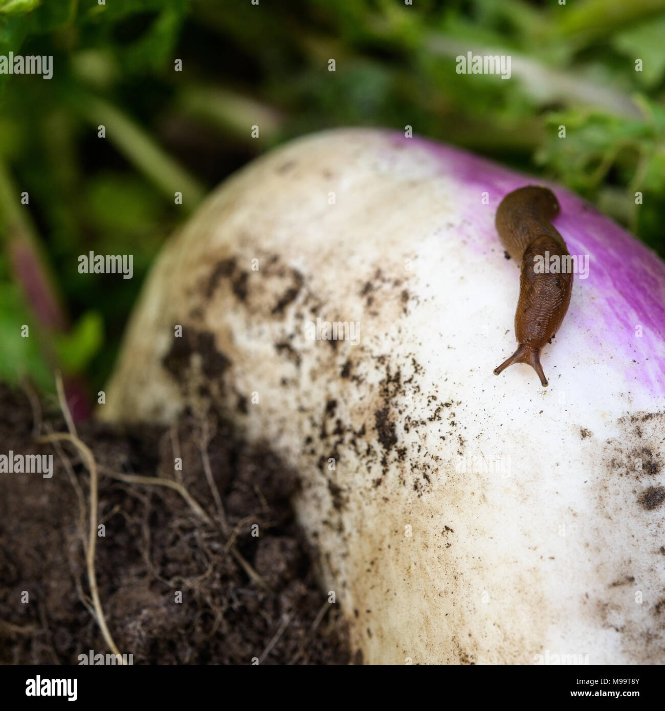 Slugs hiding under the turnips Stock Photo - Alamy