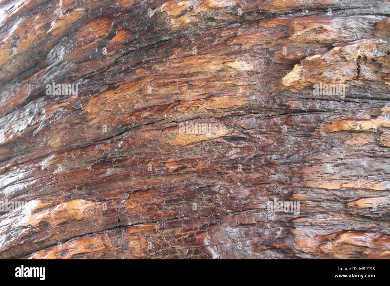Dark brown lacquer hi-res stock photography and images - Alamy
