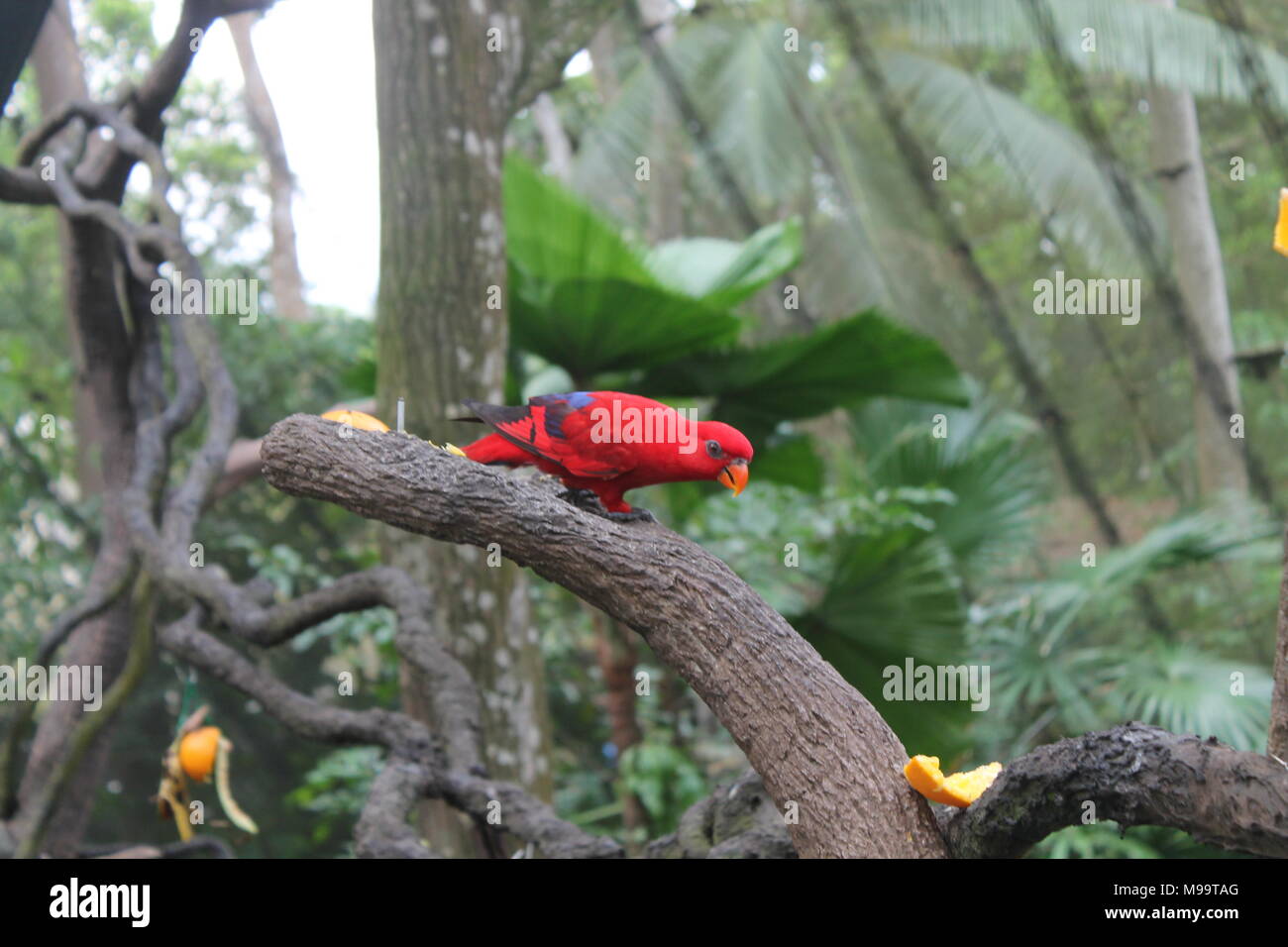 Parrot jungle island miami hi-res stock photography and images - Alamy