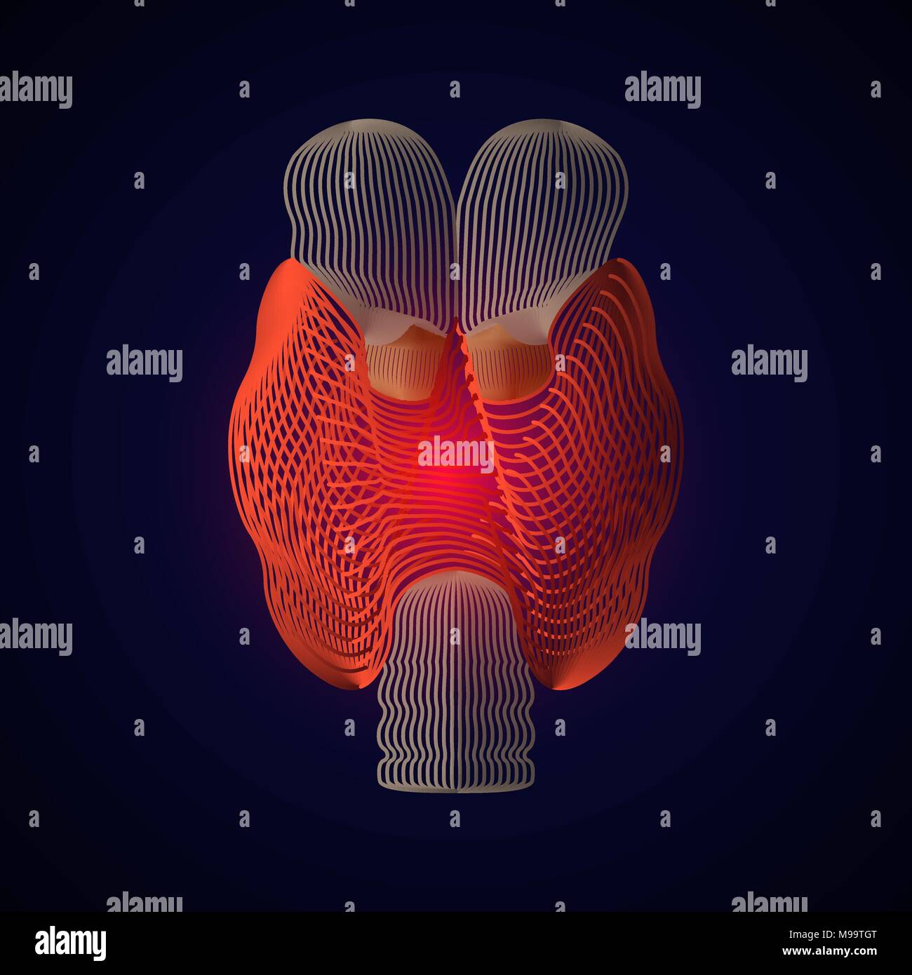 Vector isolated Thyroid with pain center. 3D human organ . Medicine ...