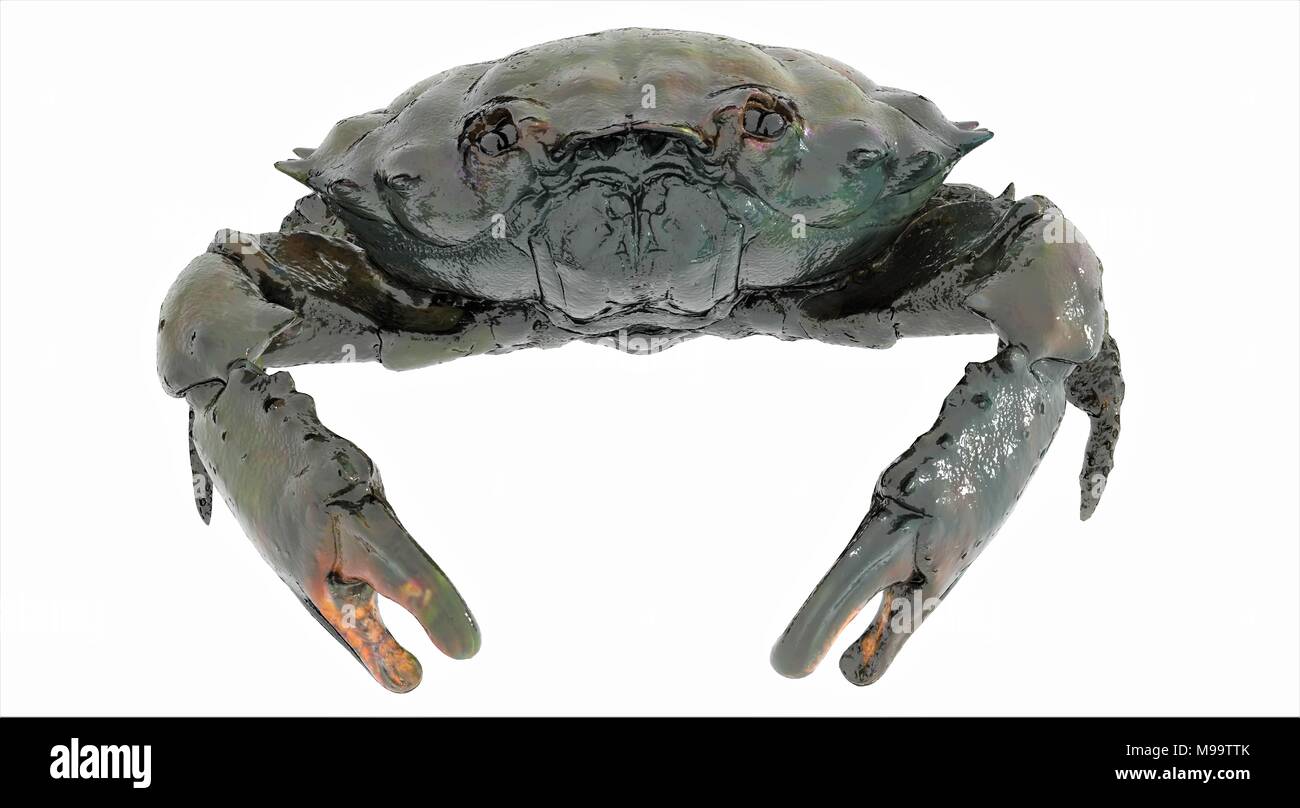 Cute sea creatures Cut Out Stock Images & Pictures - Alamy