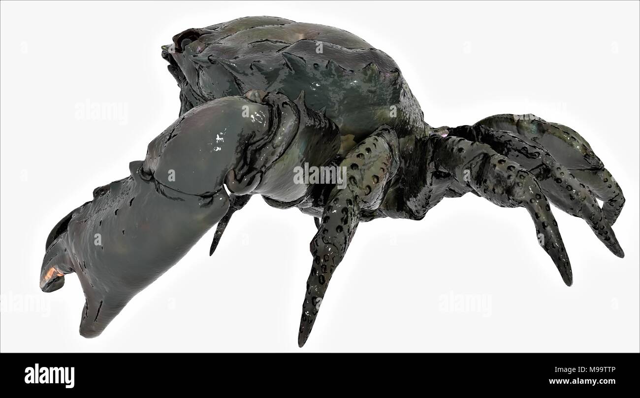 Porcelain crabs hi-res stock photography and images - Alamy