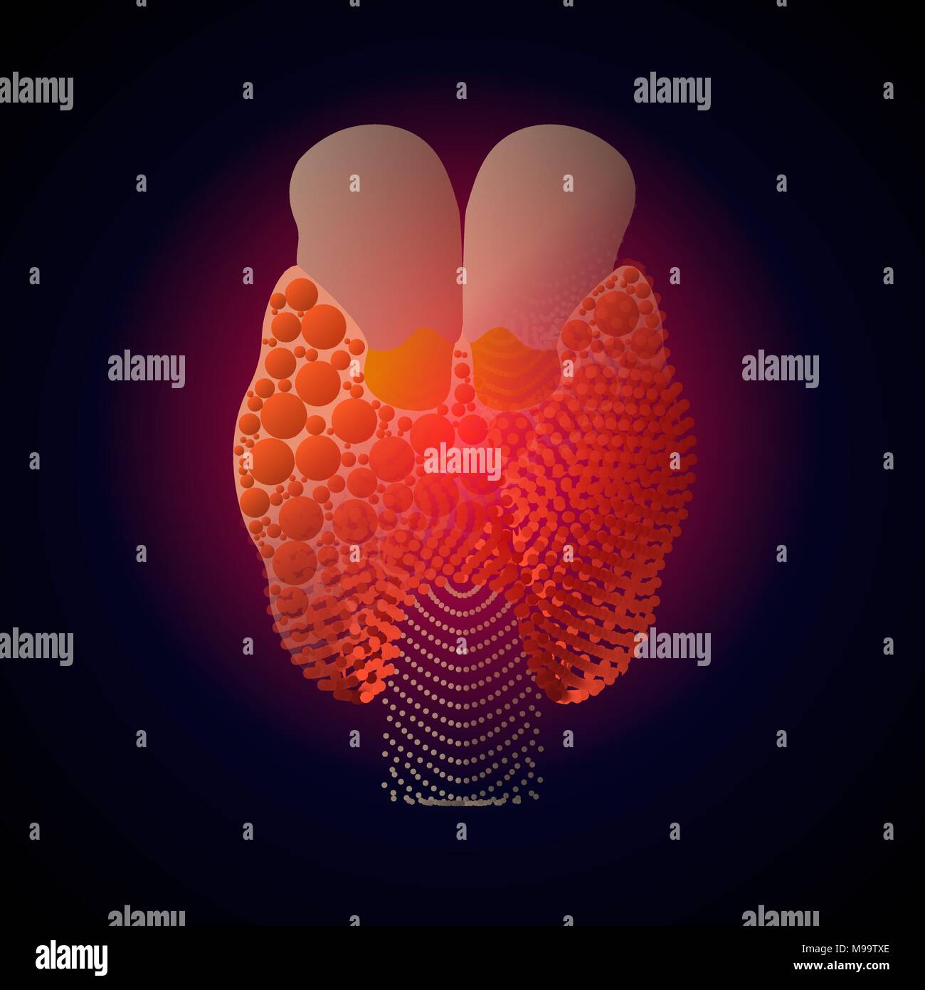 Hormone hypothalamus anatomy diagram hi-res stock photography and ...