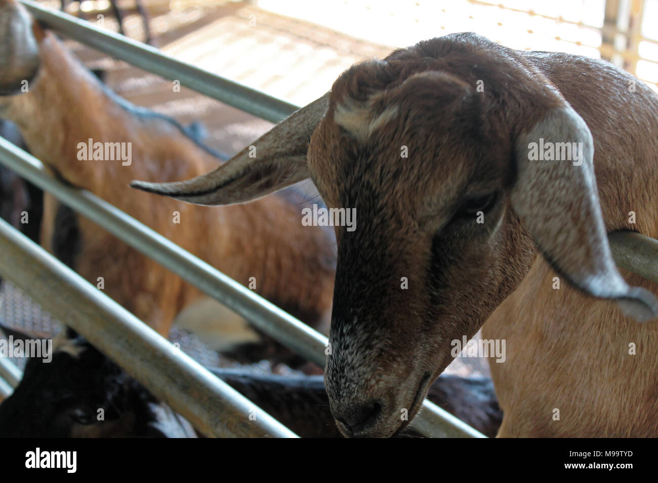 Disbudding goat hi-res stock photography and images - Alamy