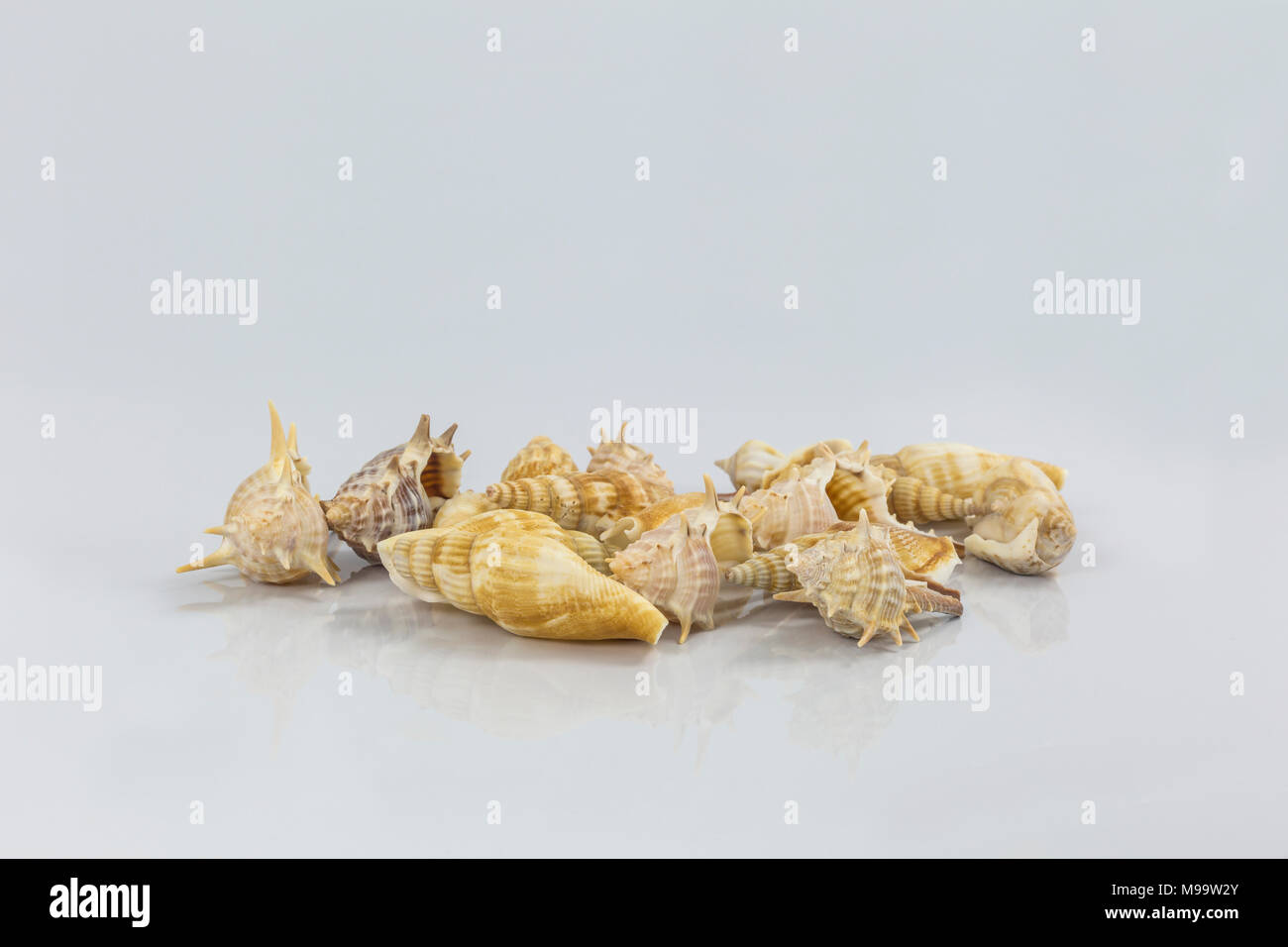 colored and textured sea shells theme on white background Stock Photo ...
