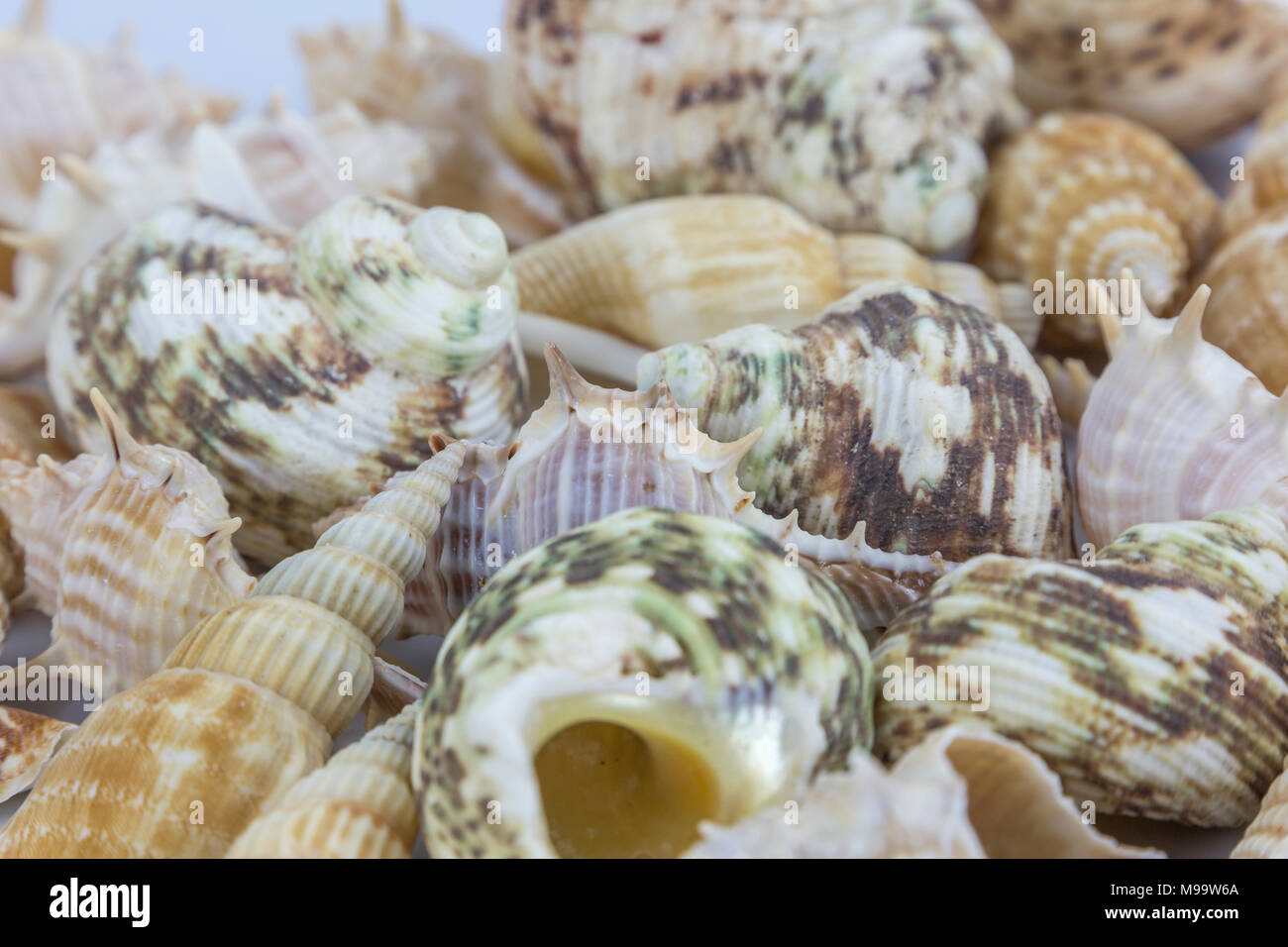 Univalve shells hi-res stock photography and images - Alamy