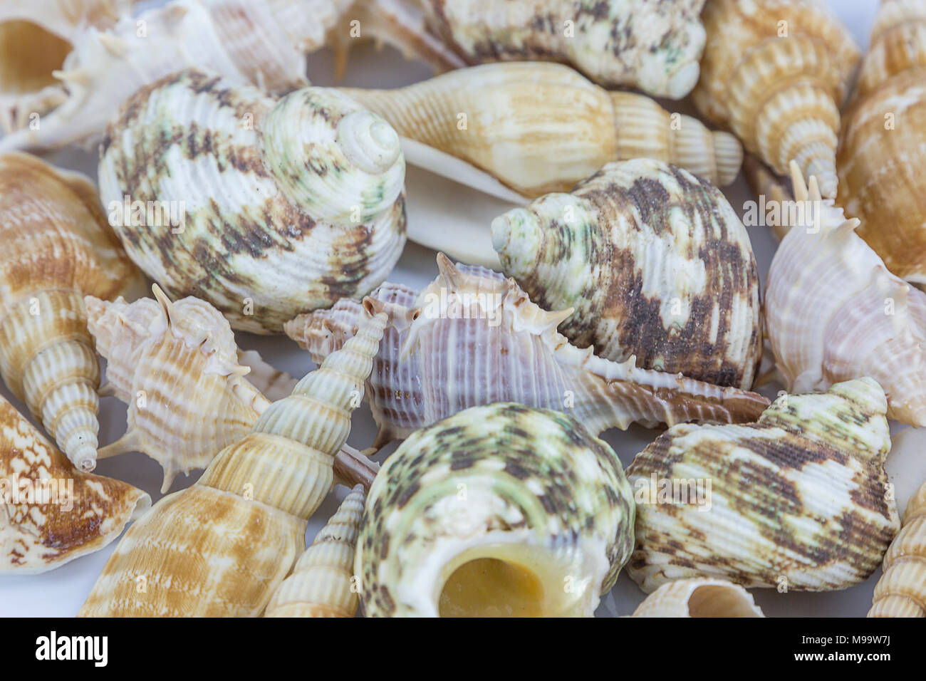 colored and textured sea shells theme on white background Stock Photo ...