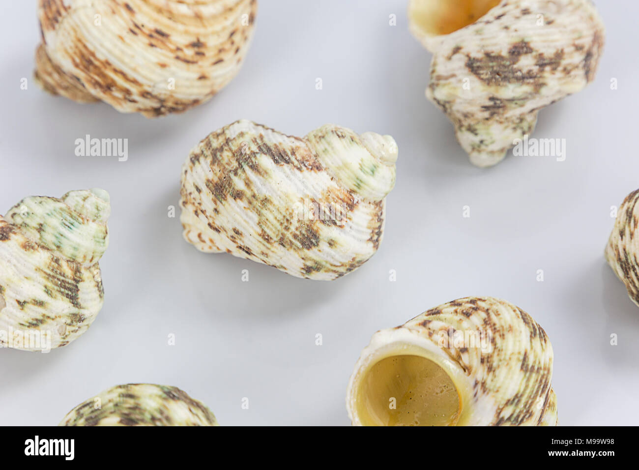 colored and textured sea shells theme on white background Stock Photo ...