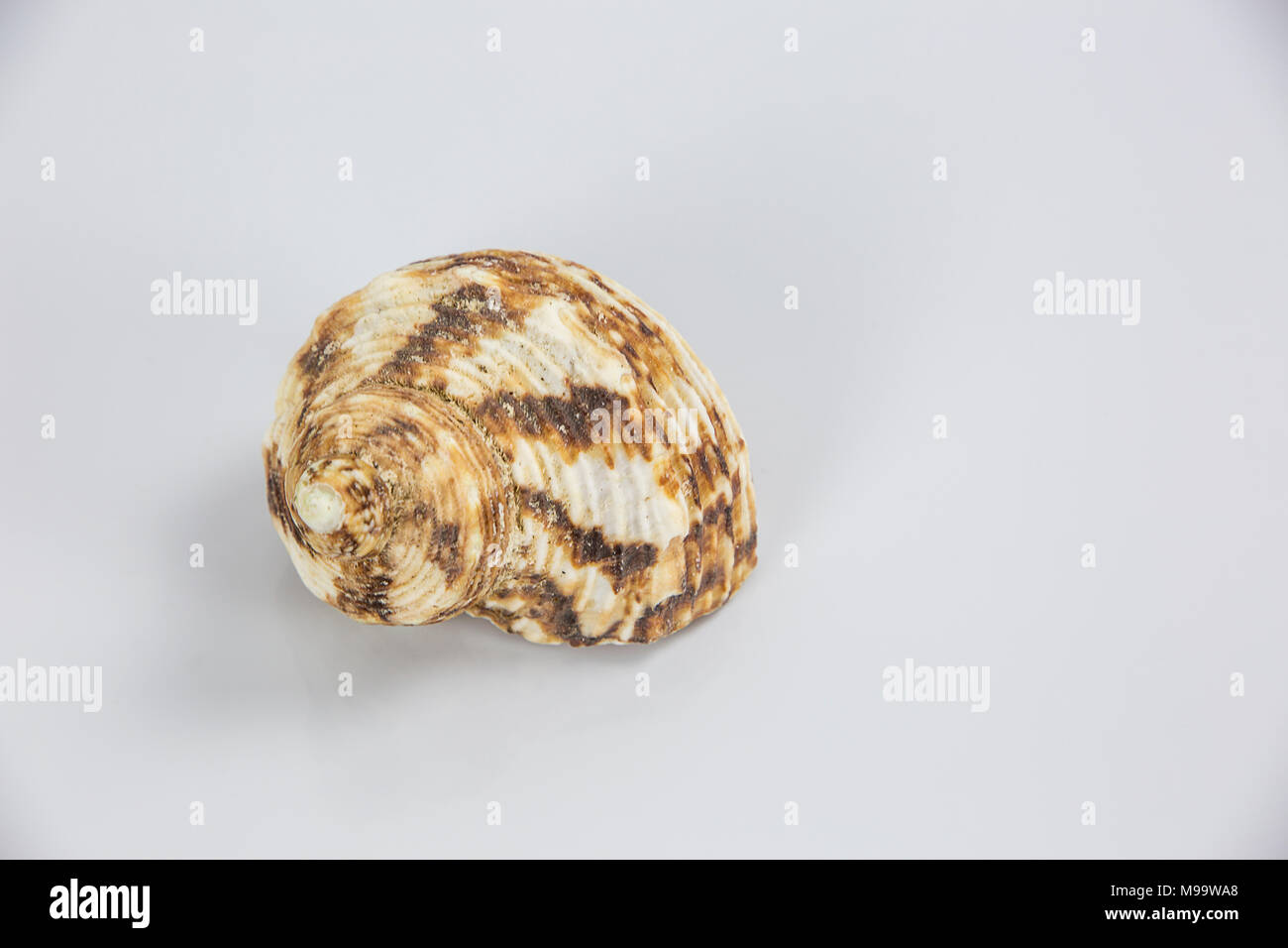 Univalve shells hi-res stock photography and images - Alamy