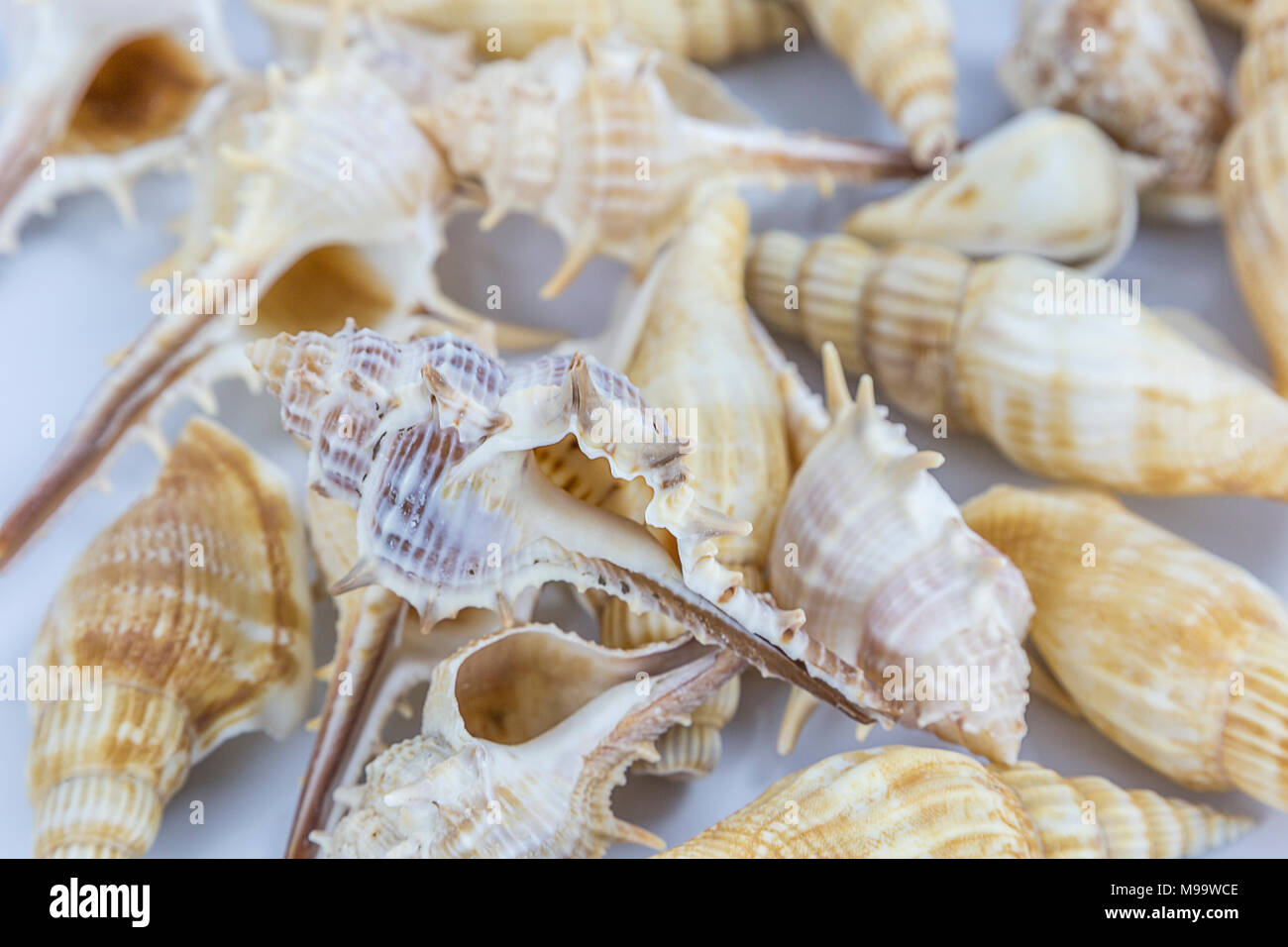 colored and textured sea shells theme on white background Stock Photo ...