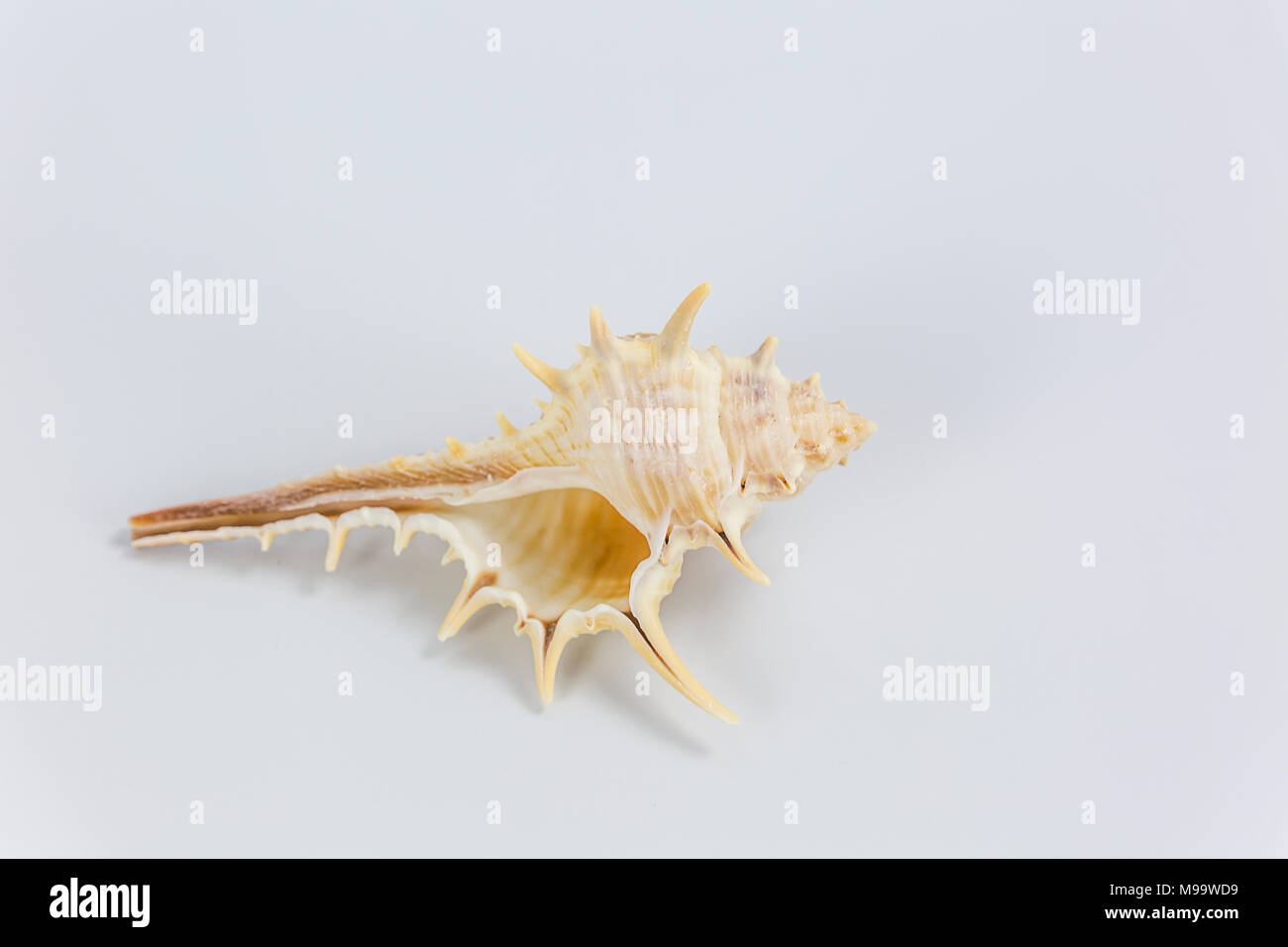 colored and textured sea shells theme on white background Stock Photo ...