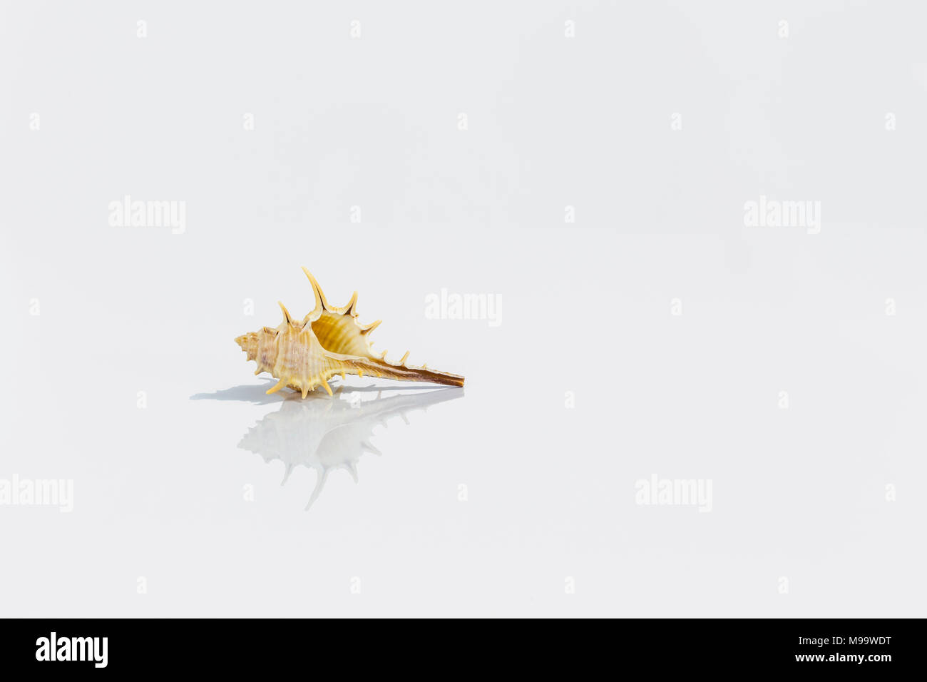 Univalve shells hi-res stock photography and images - Alamy