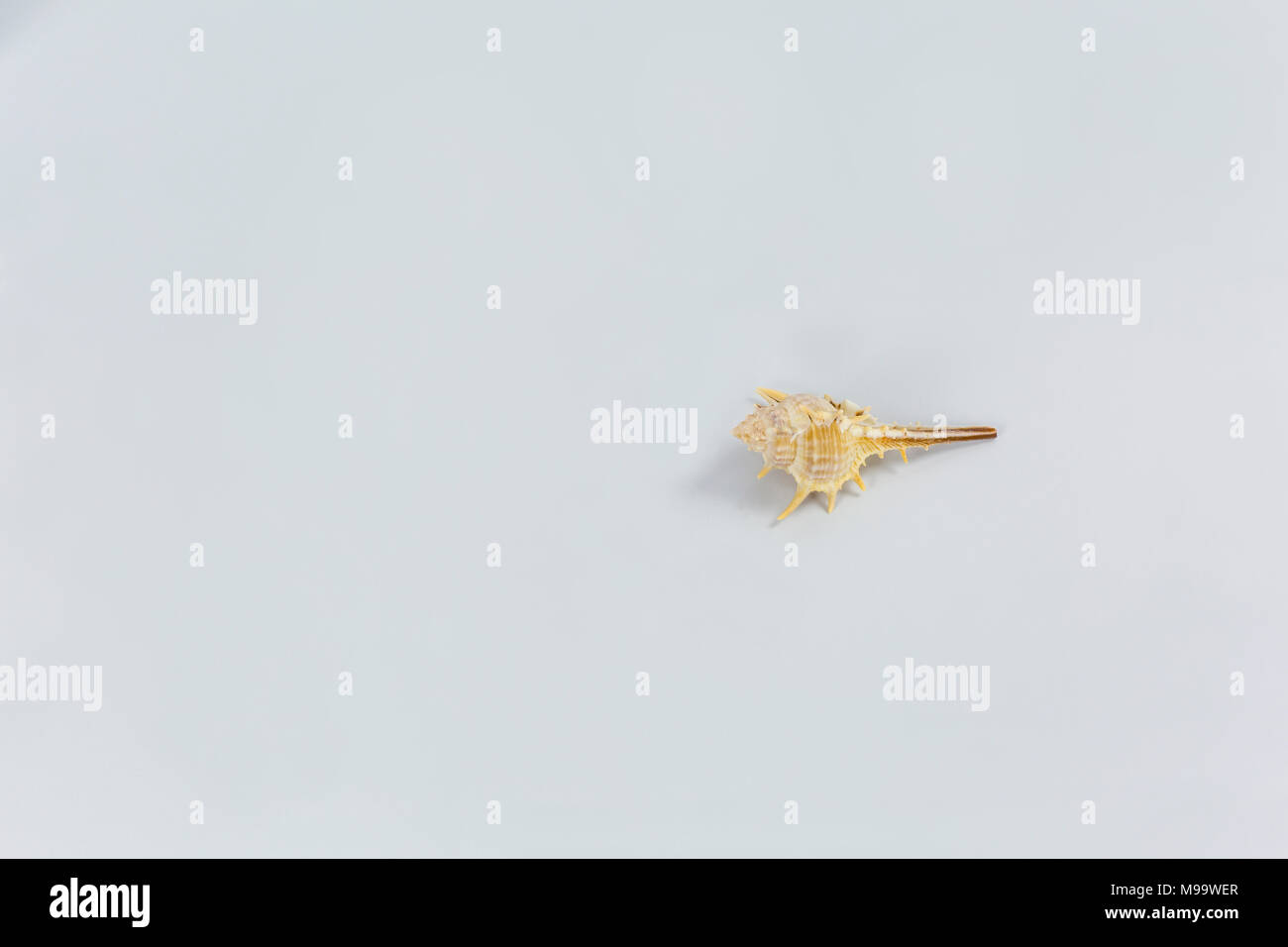 colored and textured sea shells theme on white background Stock Photo ...