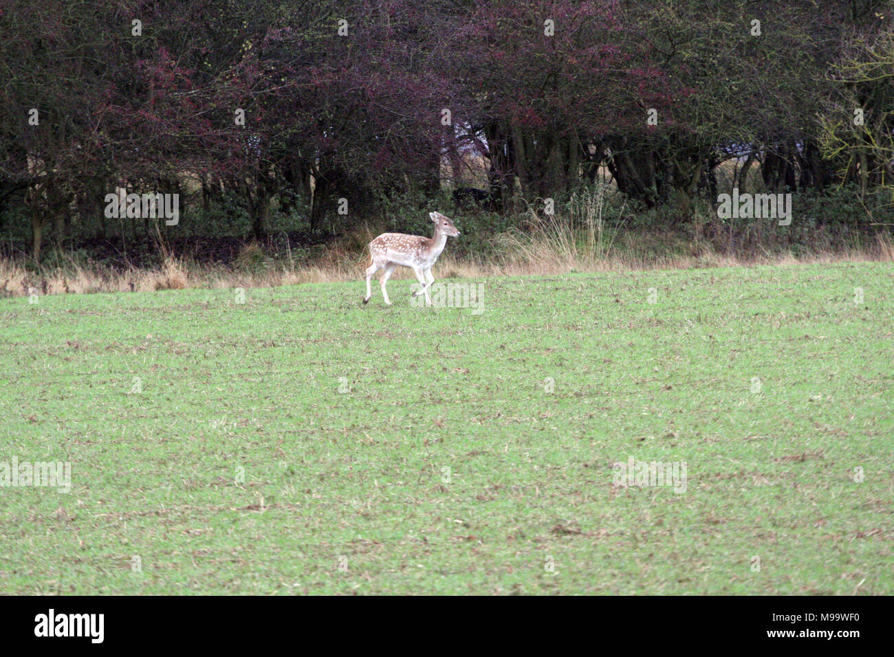 This series of images are of a wild herd of Fallow deer living in ...