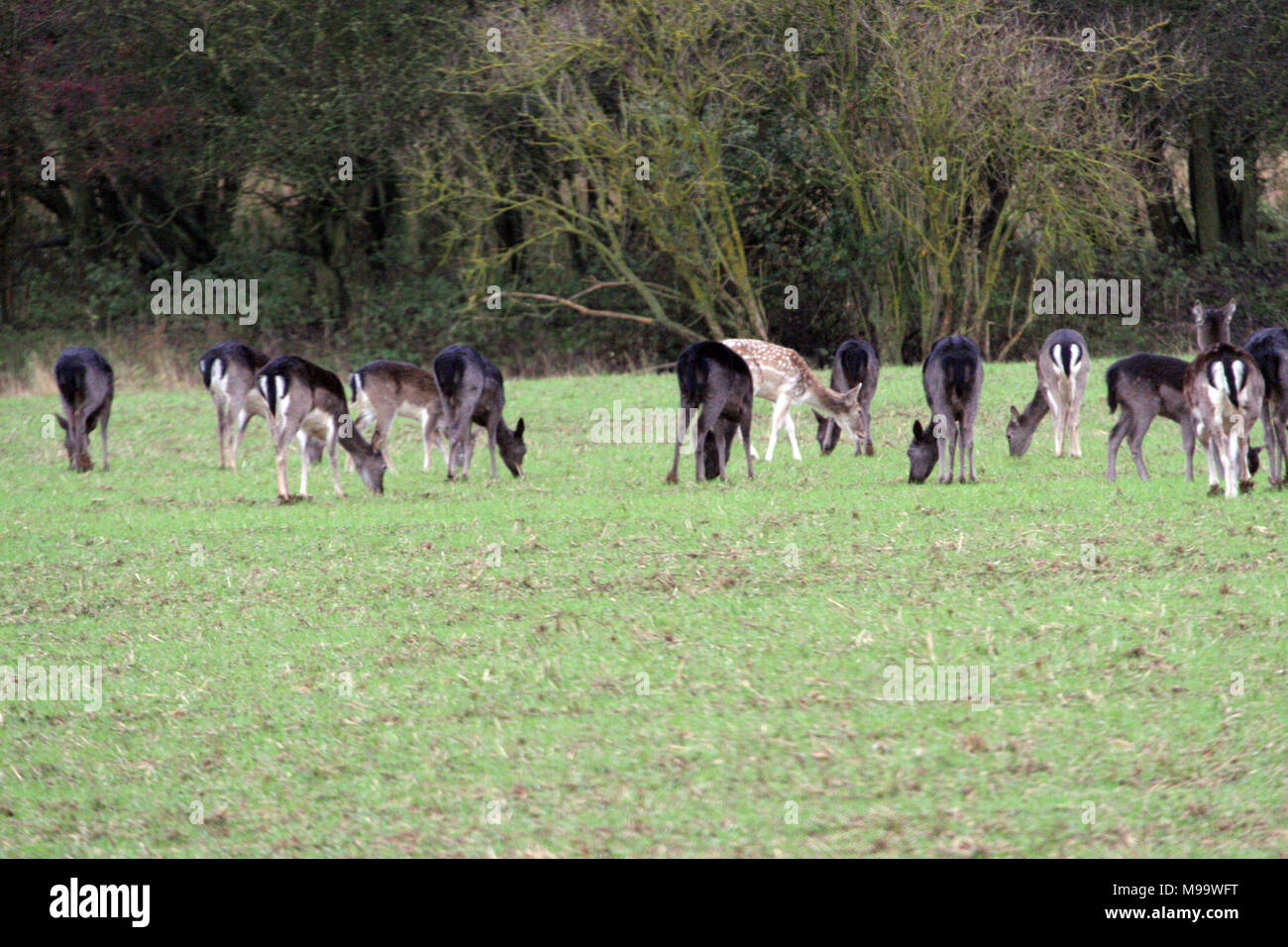 Poaching deer hi-res stock photography and images - Alamy