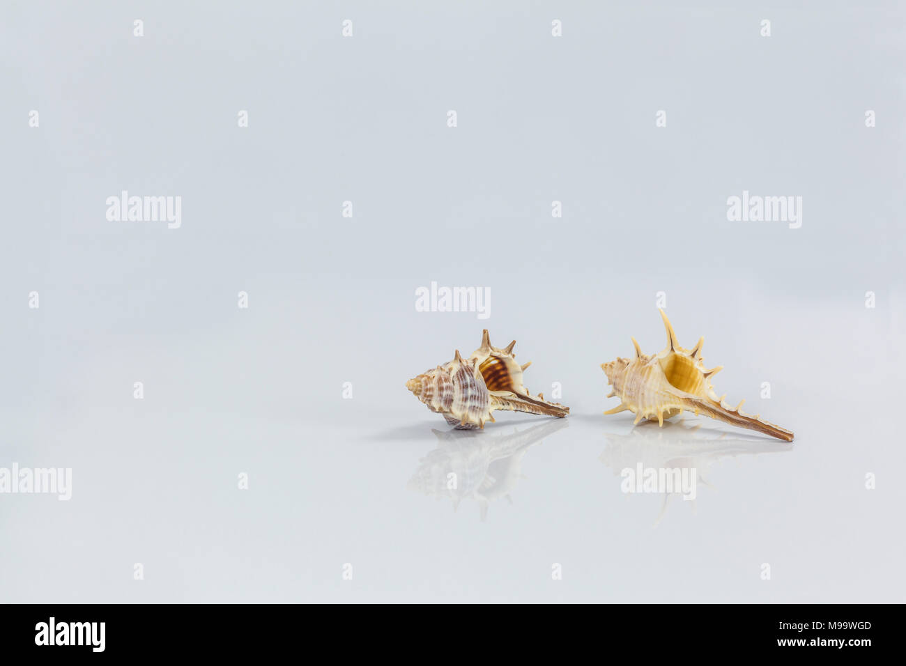 Univalve shells hi-res stock photography and images - Alamy