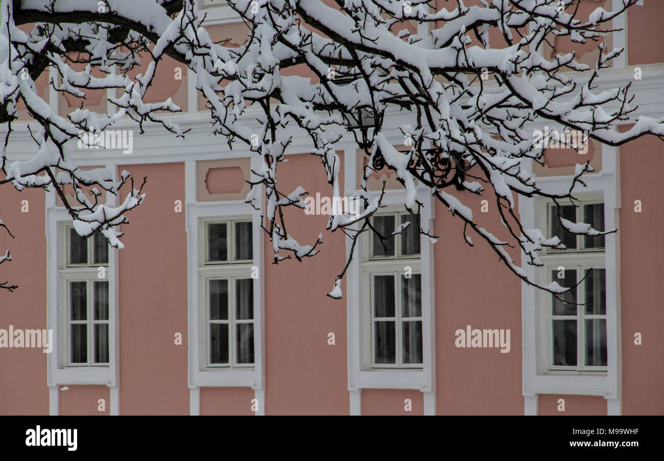 Tree branches and windows hi-res stock photography and images - Alamy