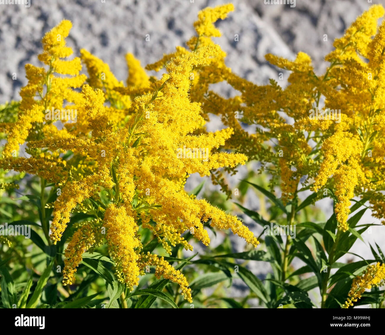 Golden rod plant hi-res stock photography and images - Alamy