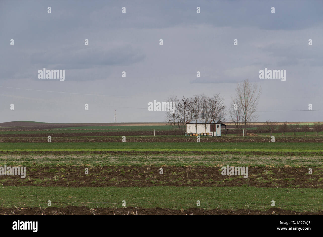 Plain trees hi-res stock photography and images - Alamy
