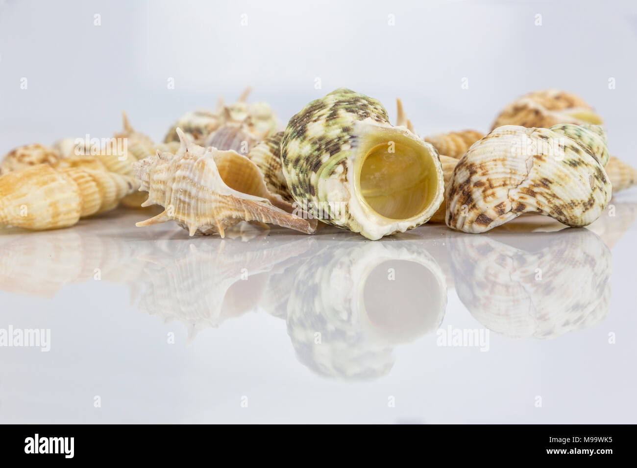 colored and textured sea shells theme on white background Stock Photo ...