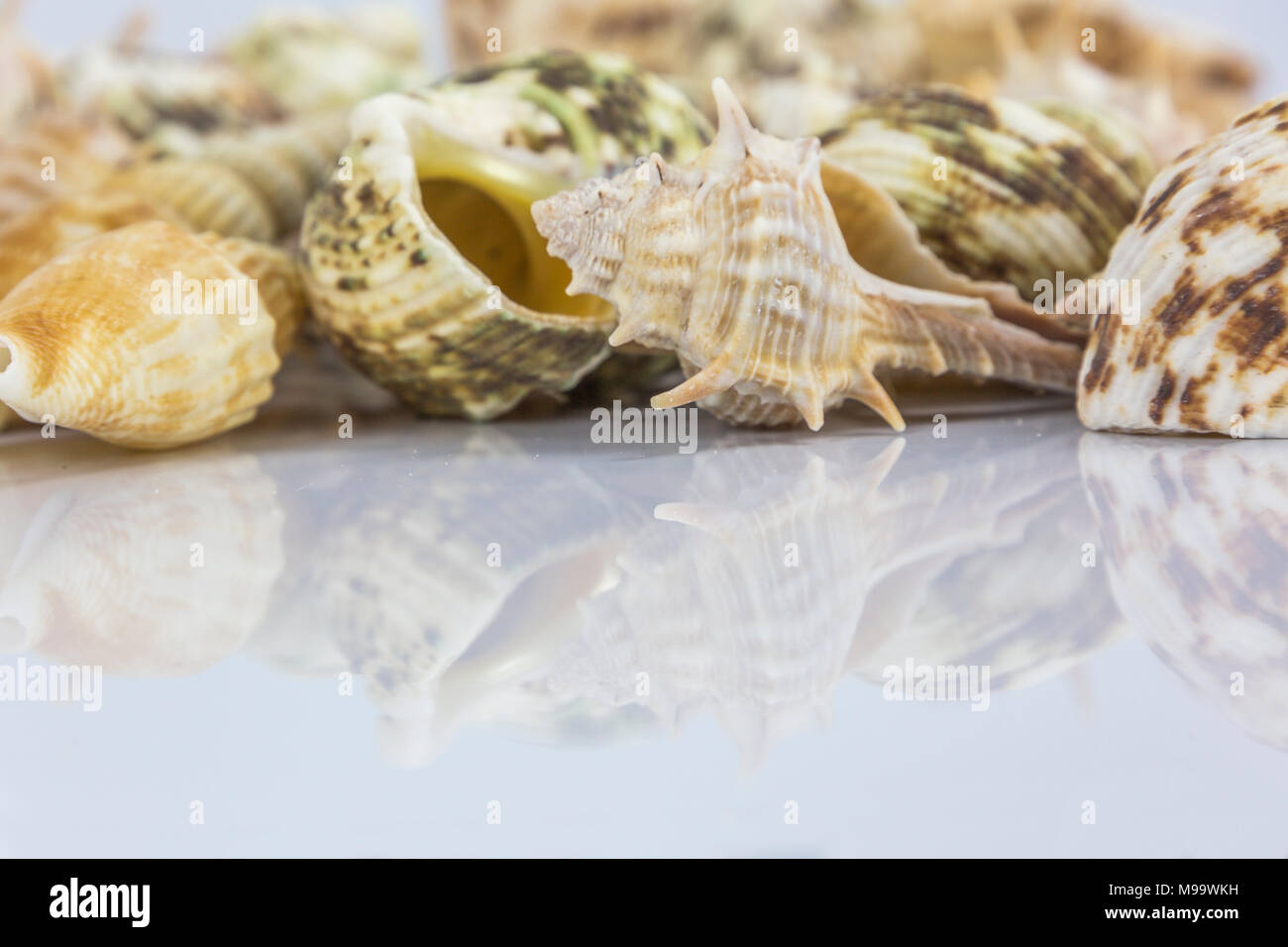 colored and textured sea shells theme on white background Stock Photo ...