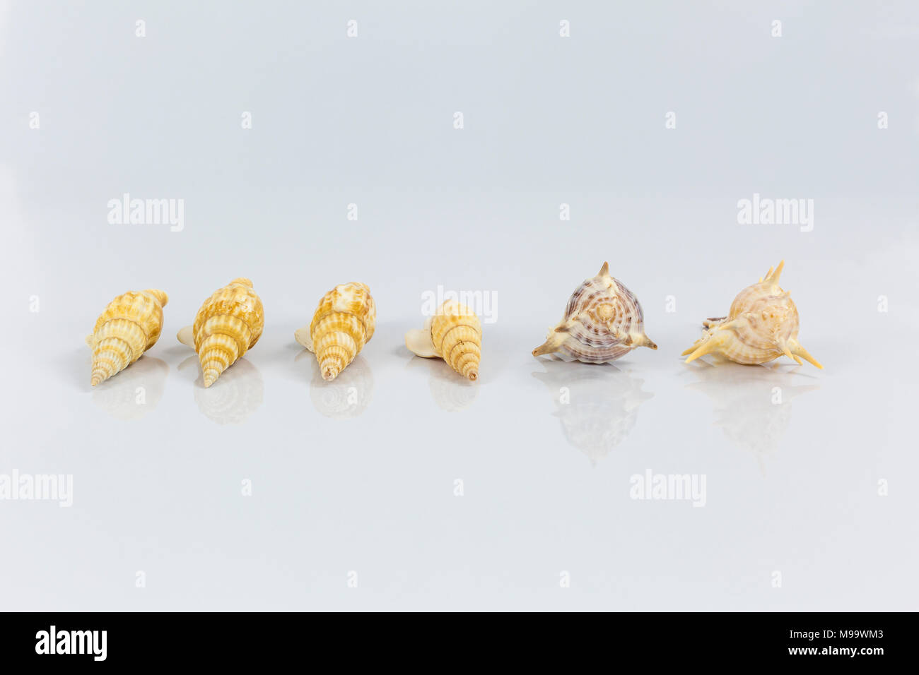 colored and textured sea shells theme on white background Stock Photo ...