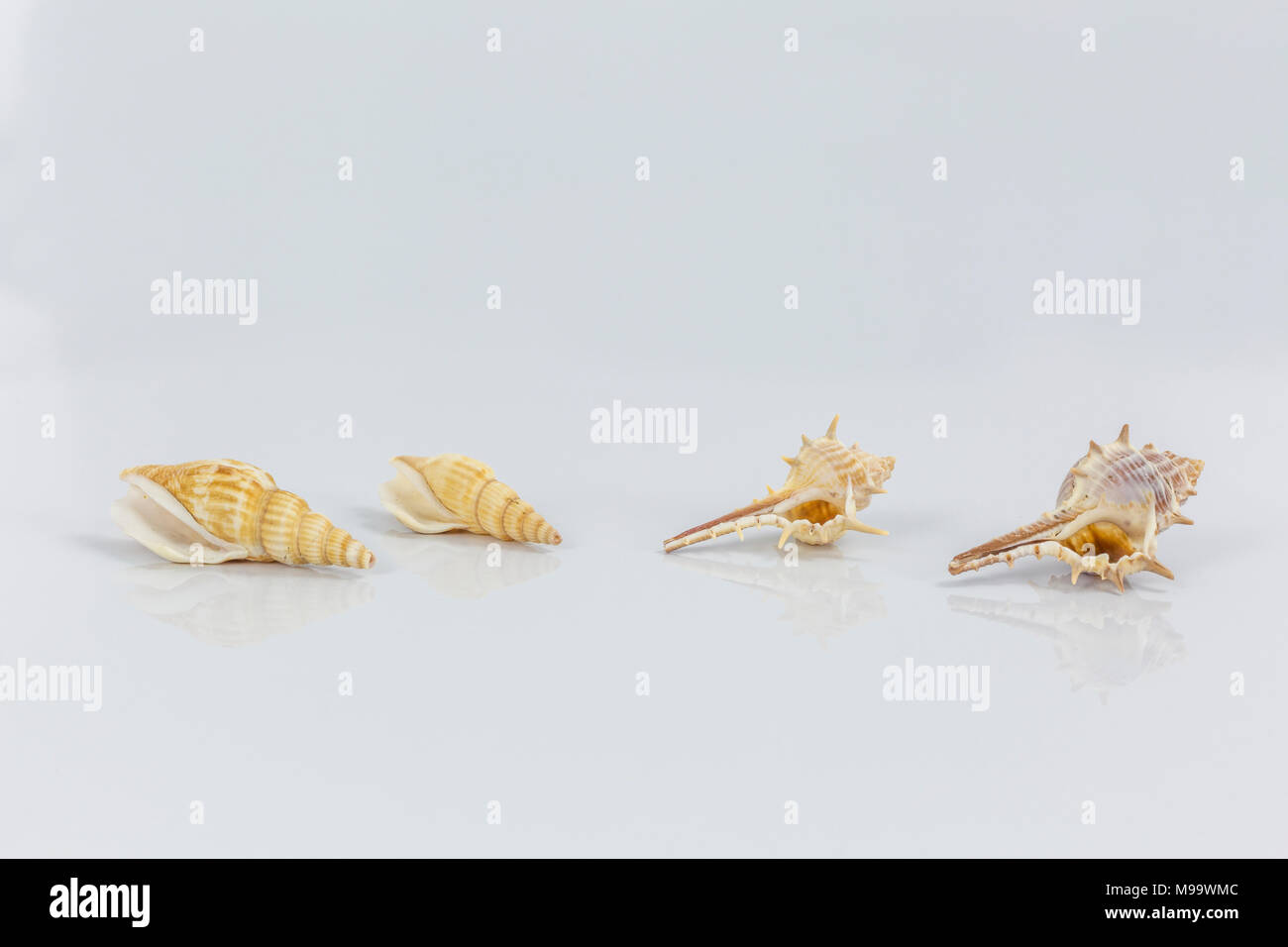 colored and textured sea shells theme on white background Stock Photo ...