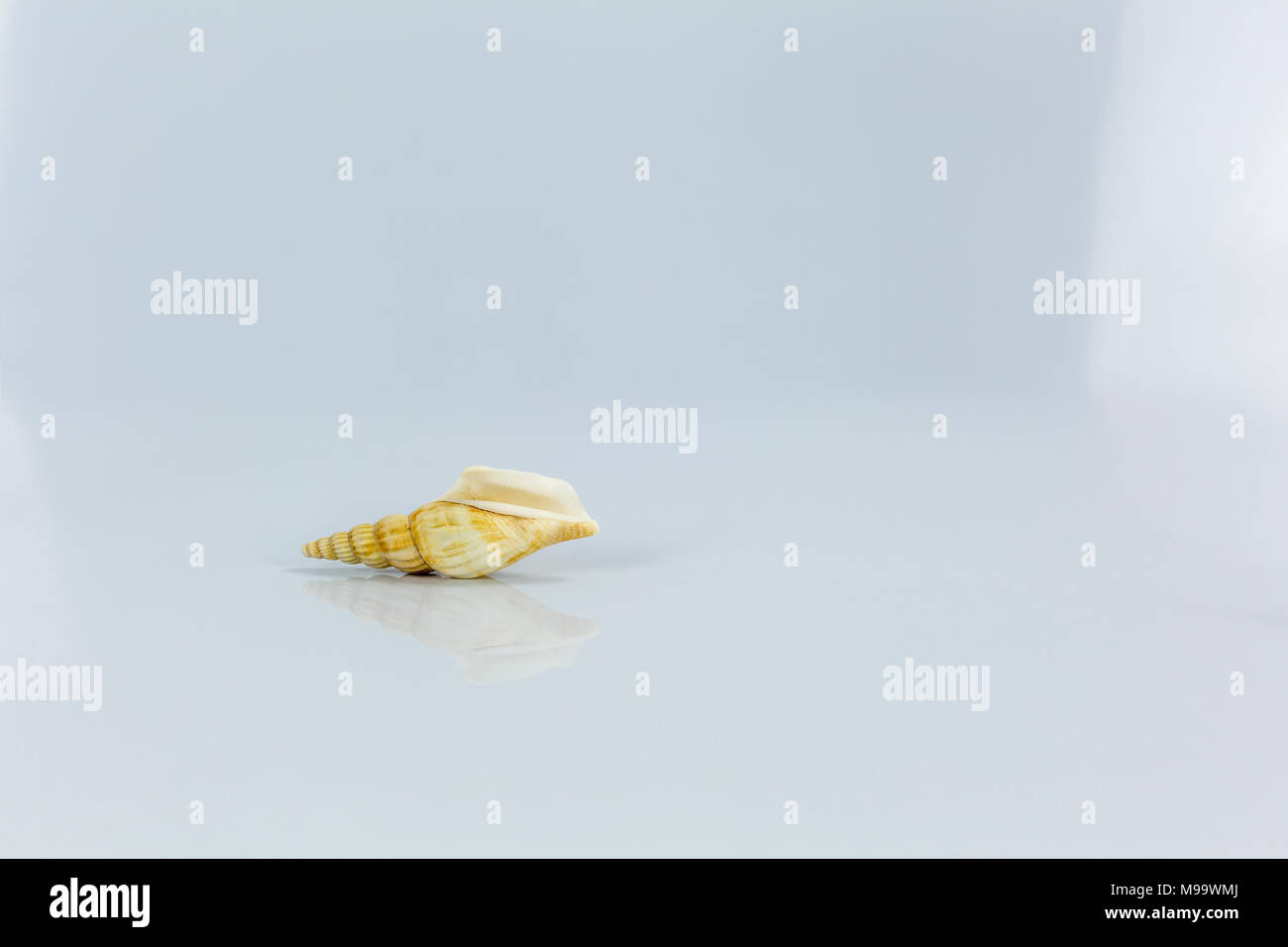colored and textured sea shells theme on white background Stock Photo ...
