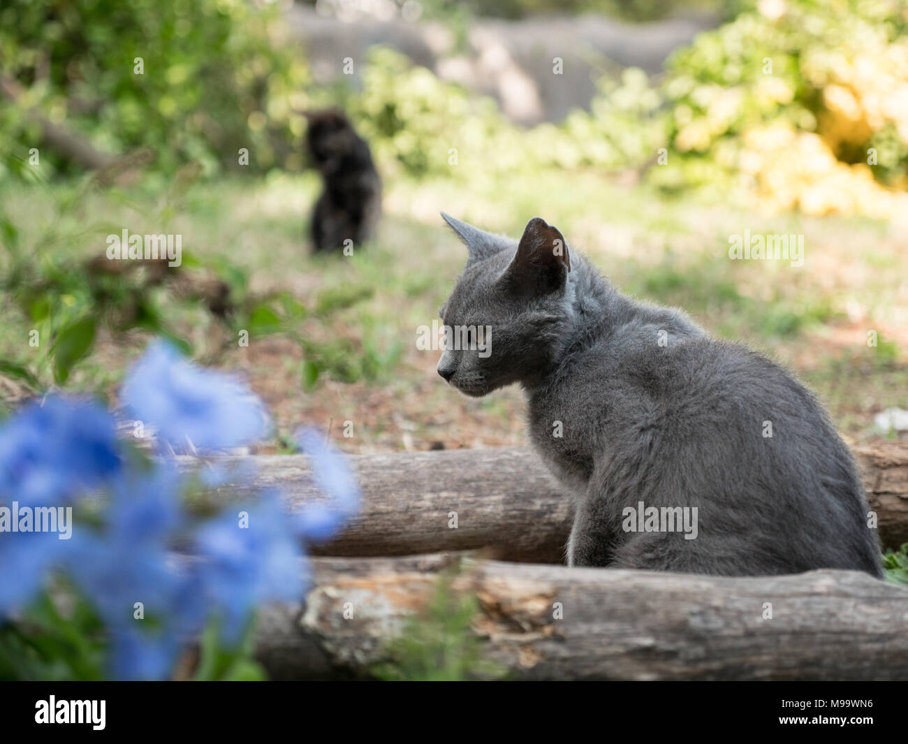 Close up photo of a young gray colored cat sitting between two wood ...