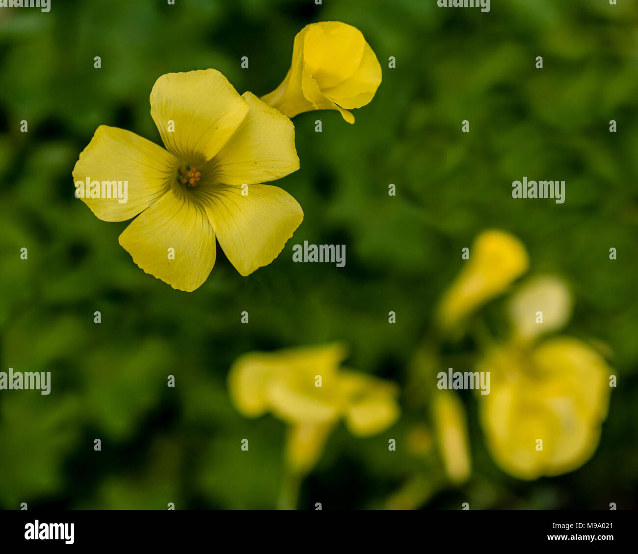 Selective focus on yellow Oxalis flower in a garden with lots of space ...