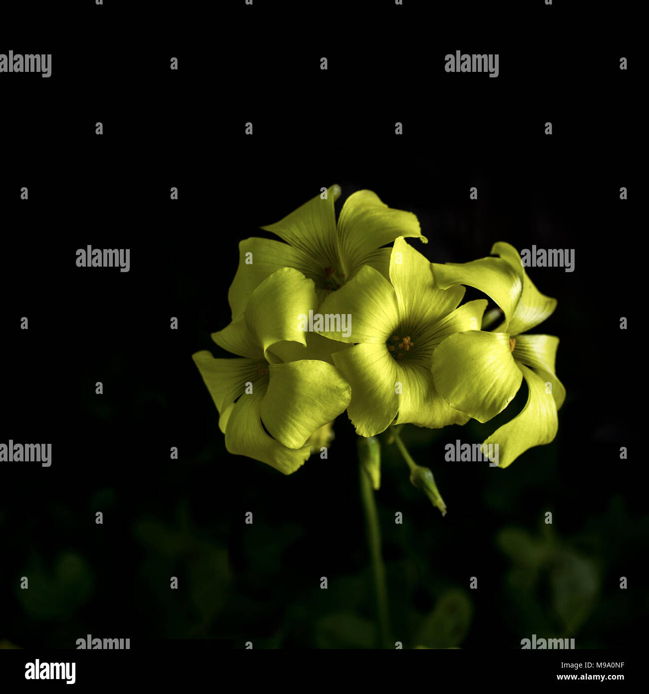 Selective focus on yellow Oxalis flowers on dark black background Stock ...