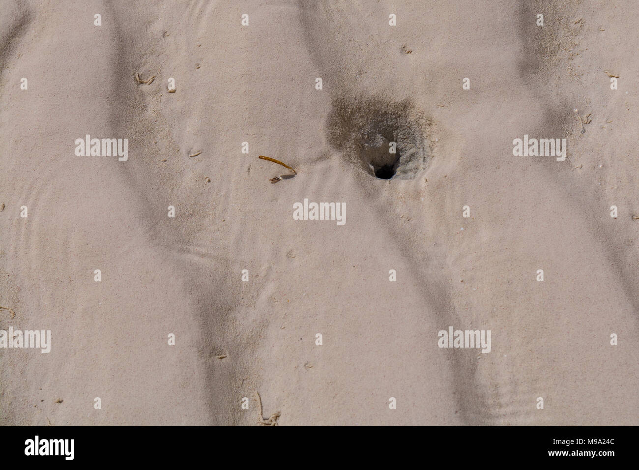 Sand burrow hi-res stock photography and images - Alamy