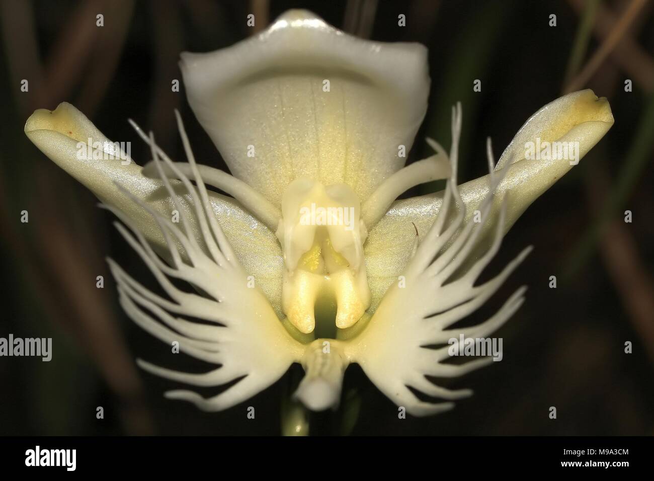 Butterfly Orchid (Pecteilis gigantea Stock Photo - Alamy